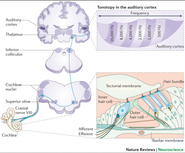 Music Cognition and Psychoacoustic Research: An Interview with Dr ...